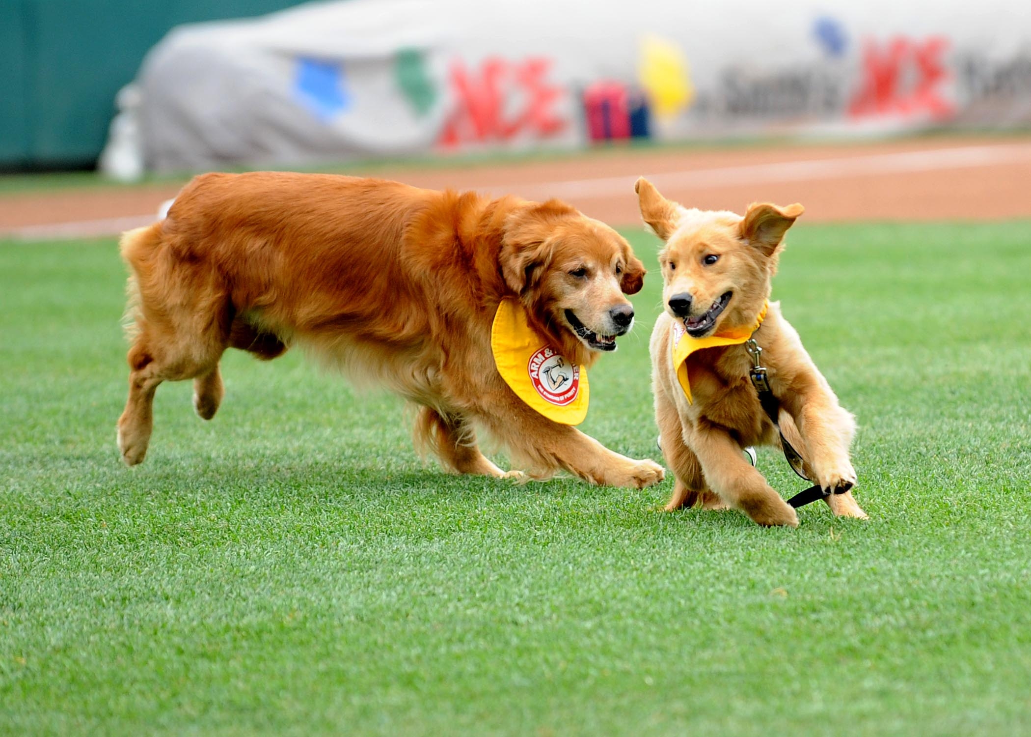 On deck: E:60 profiles family circle of baseball team's 'bat dogs ...